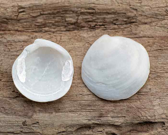 Clam Identification and Facts (From Cockles to Lucines) - HubPages