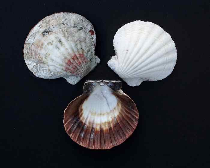 Clam Identification and Facts (From Cockles to Lucines) - HubPages