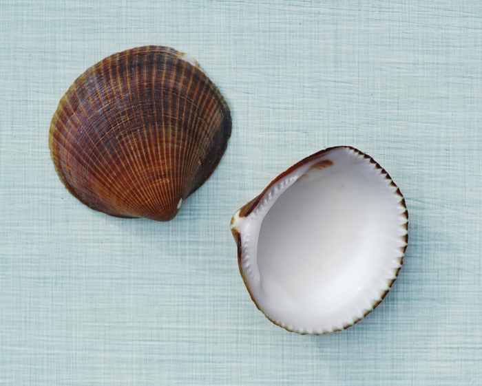 Clam Identification and Facts (From Cockles to Lucines) - HubPages