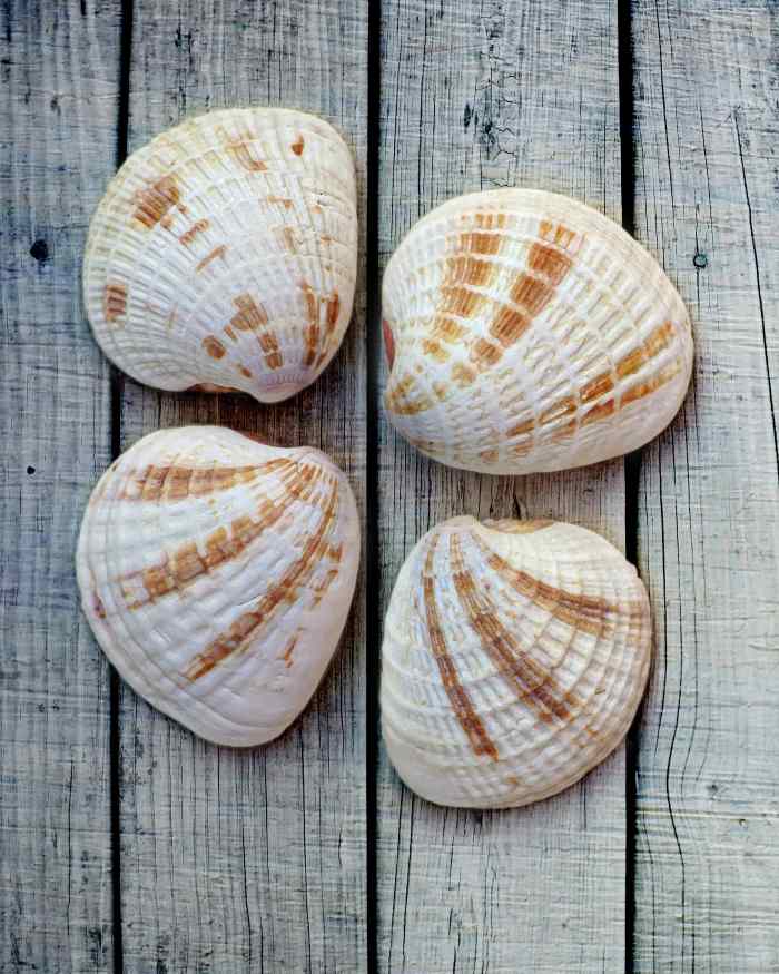 Curious Collectors of Clam Shells; Identification and Interesting Facts ...