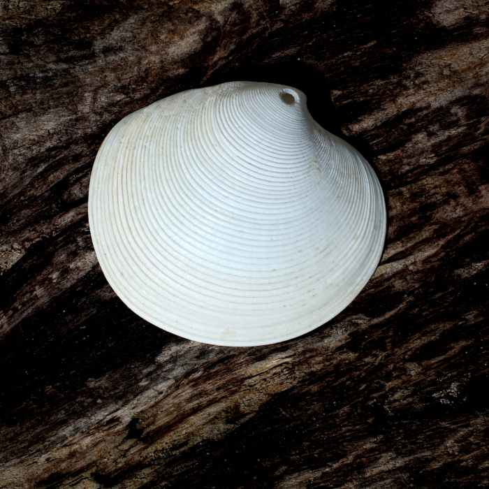 Curious Collectors of Clam Shells; Identification and Interesting Facts ...