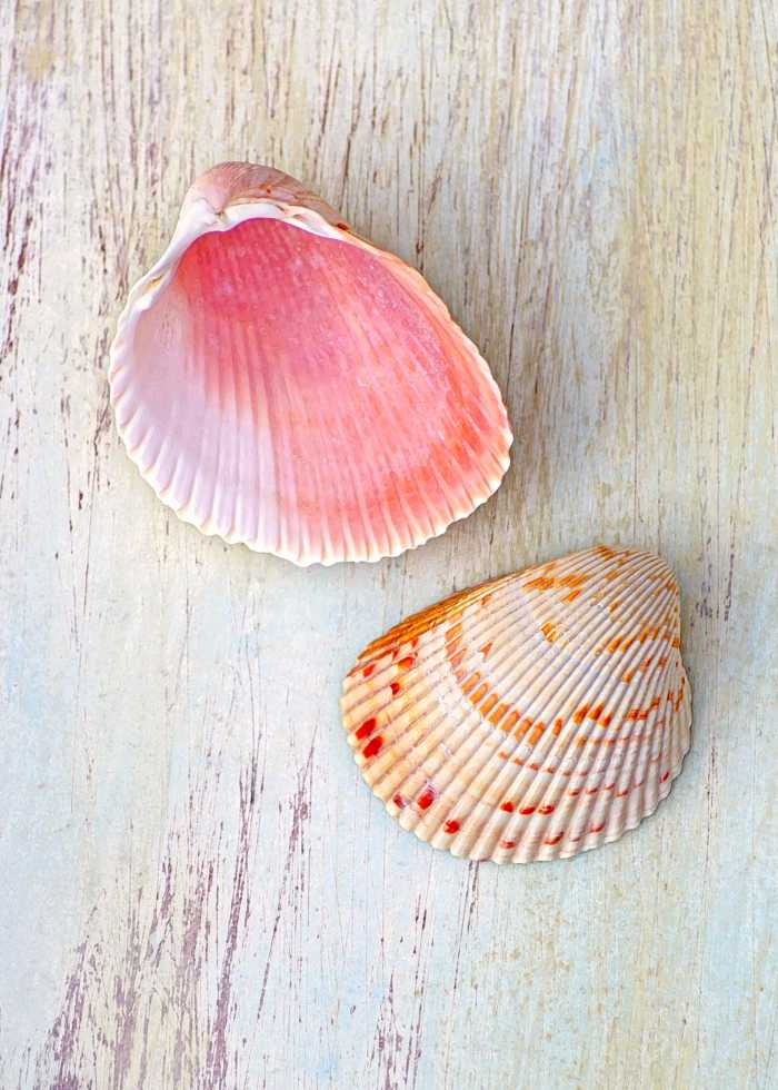 Curious Collectors of Clam Shells; Identification and Interesting Facts ...