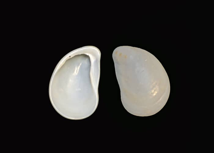 Clam Identification and Facts (From Cockles to Lucines) - HubPages