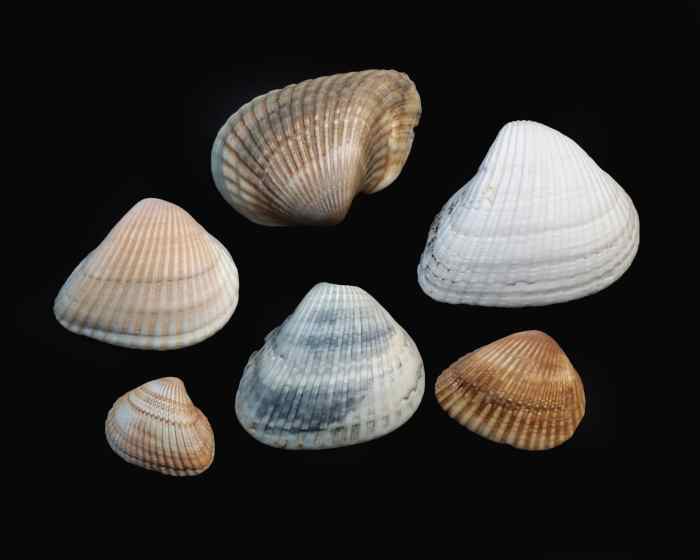 Curious Collectors of Clam Shells; Identification and Interesting Facts ...
