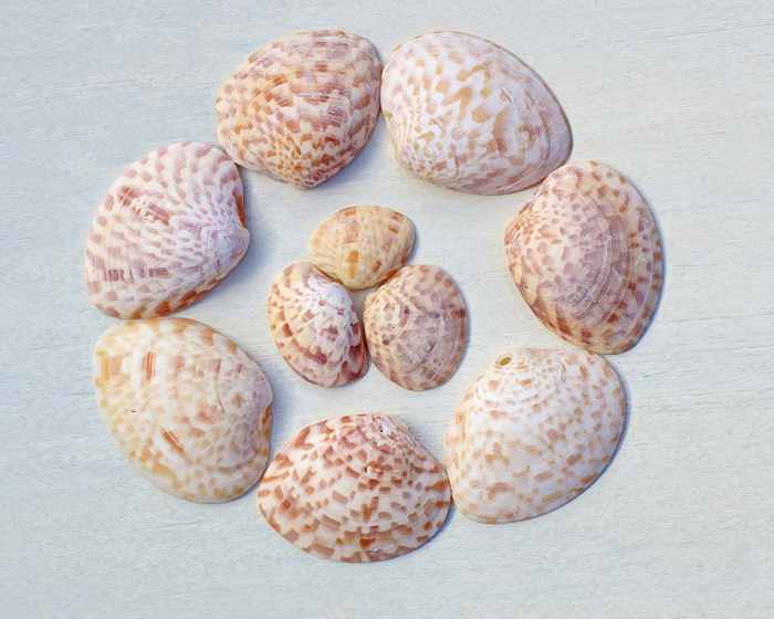 Clam Identification and Facts (From Cockles to Lucines) - HubPages