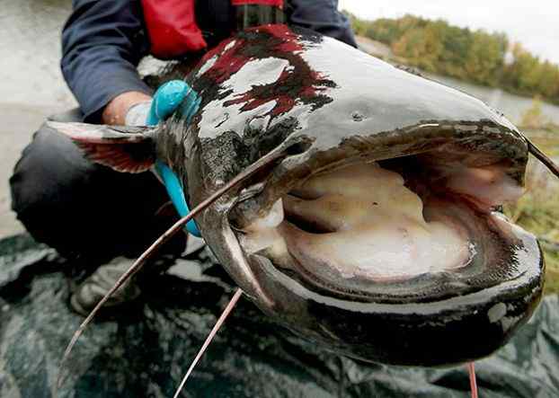 Wels Catfish Interesting Facts - HubPages