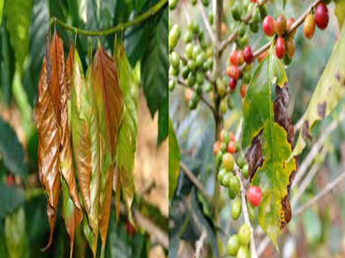 Compendium of Diseases of Crops: Coffee - HubPages