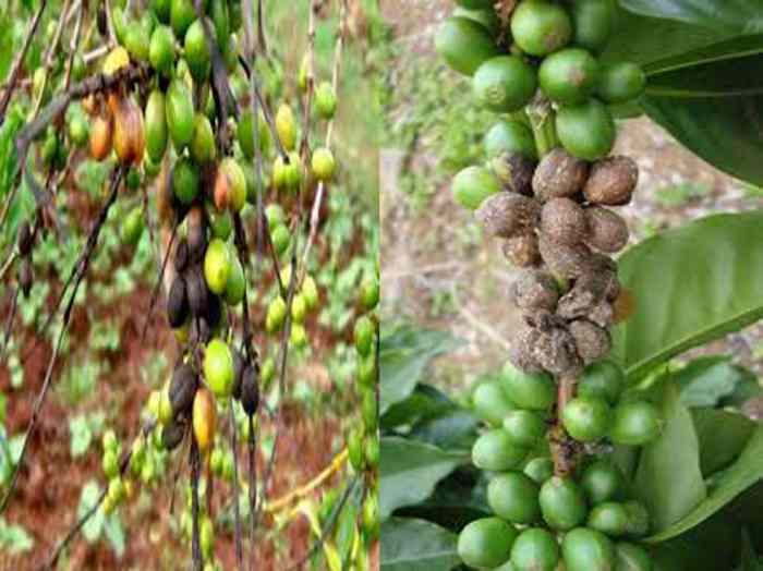 Compendium of Diseases of Crops: Coffee - HubPages