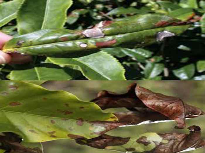 Compendium of Diseases of Crops: Coffee - HubPages