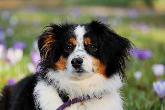 Australian Shepherd Rottweiler Mix - Full Guide to Aussie Rottweilers ...