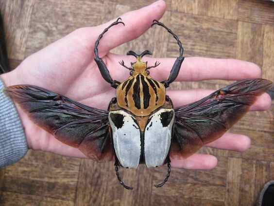 Top 10 Giant Insects From Around the World - HubPages
