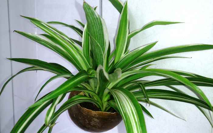 10 Indoor Air-Purifier Plants To Decorate Your House From Within ...
