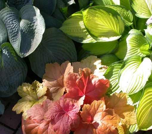 The 10 Best Plants for Your Pacific Northwest Garden - HubPages