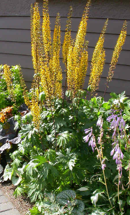 The 10 Best Plants for Your Pacific Northwest Garden - HubPages