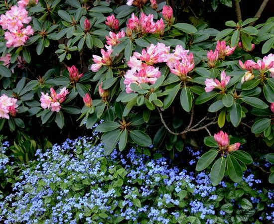 The 10 Best Plants for Your Pacific Northwest Garden - HubPages