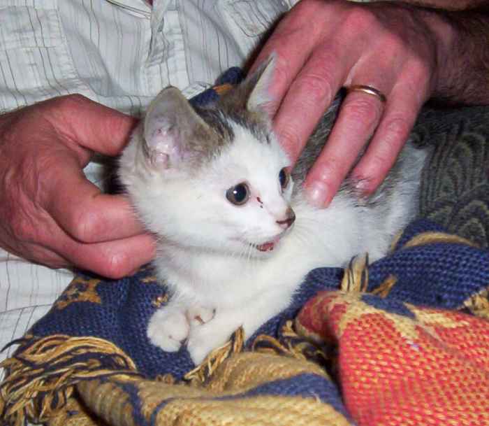 Kittens - Help, I Found a Kitten, What Should I Do - HubPages