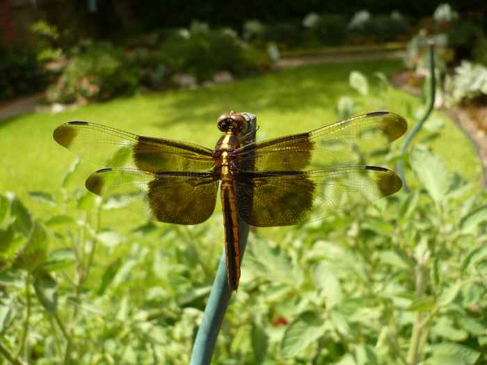 Learn About Beautiful Dragonflies With Photos and Videos - HubPages