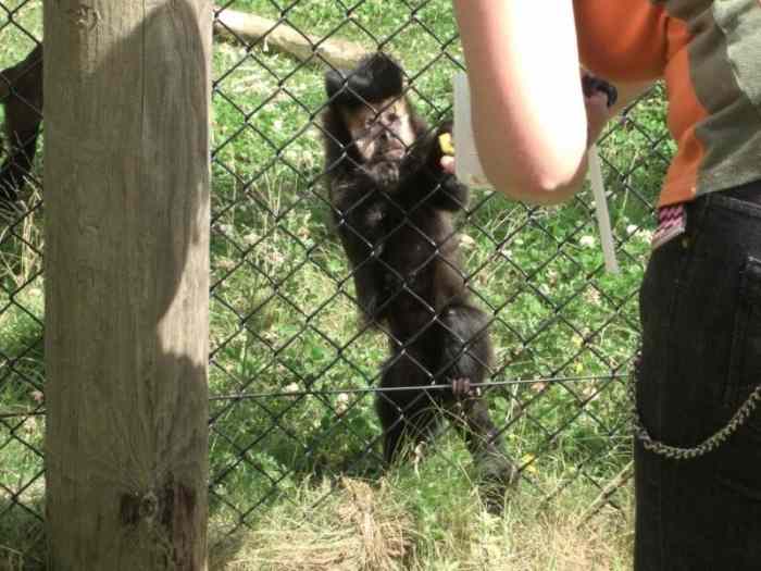 Monkey World Primate Rescue Centre - HubPages
