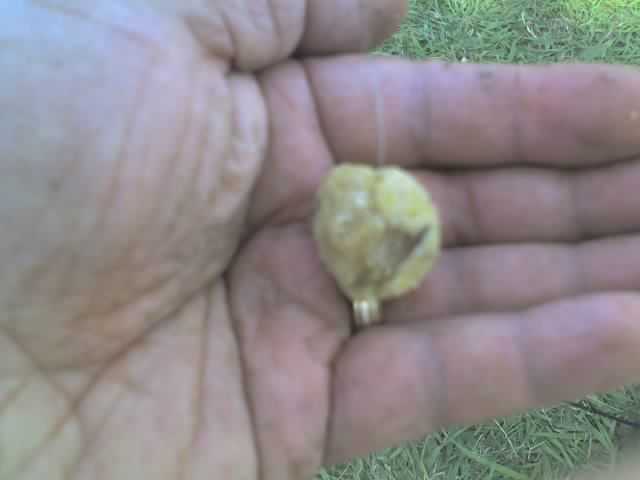 Fishing With Bread: Fishing Rigs - HubPages