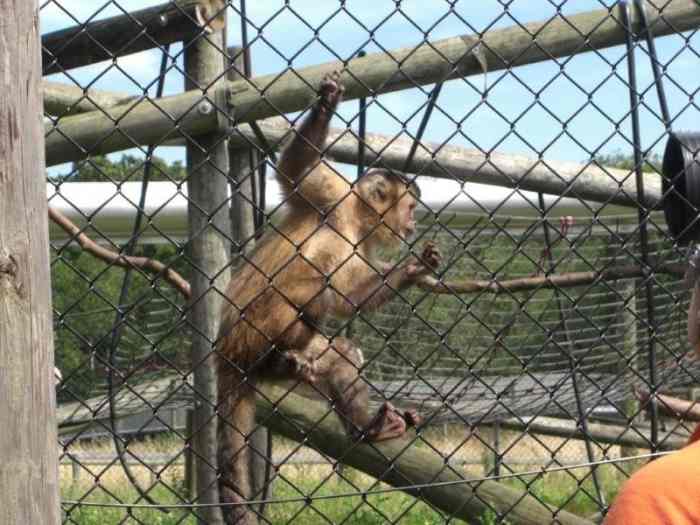 Monkey World Primate Rescue Centre - HubPages