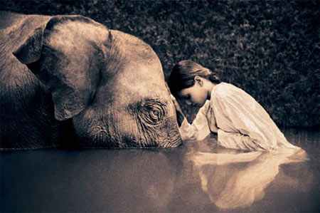 Stories of Remarkable animals that saved people's lives - HubPages