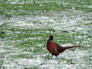 How to Start Raising Pheasants - HubPages