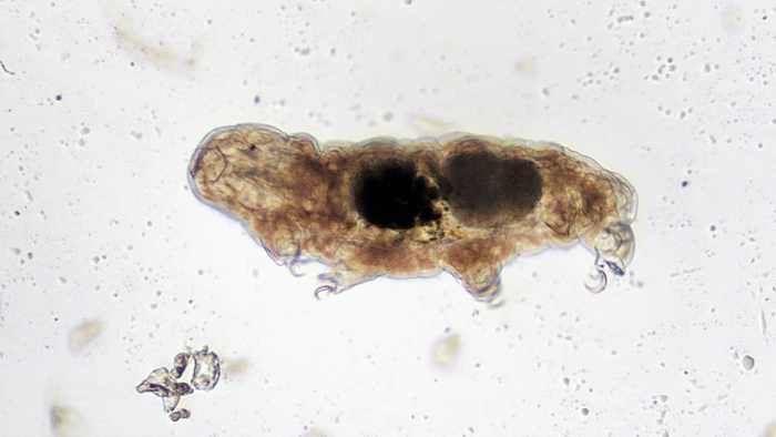 Tardigrades or Water Bears: Strange and Resilient Animals - Owlcation