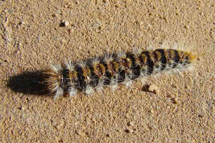 Portugal, Poisonous Insects, Caterpillars, Wasps & Scorpions - HubPages