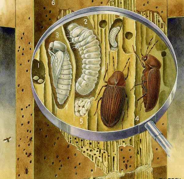 Defects Caused to Timber by Insects and Marine Borers - HubPages