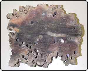 Defects Caused to Timber by Insects and Marine Borers - HubPages