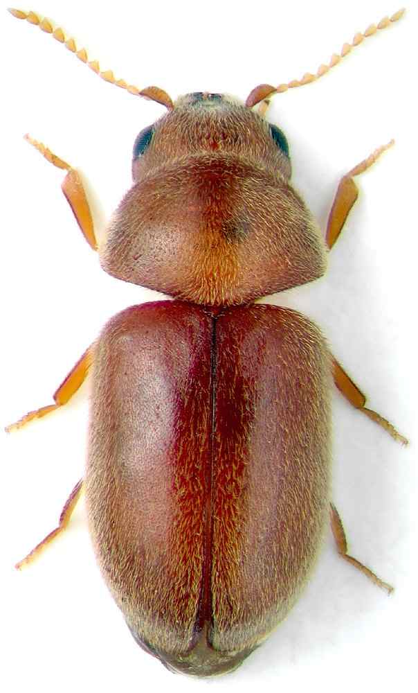 Defects Caused to Timber by Insects and Marine Borers - HubPages