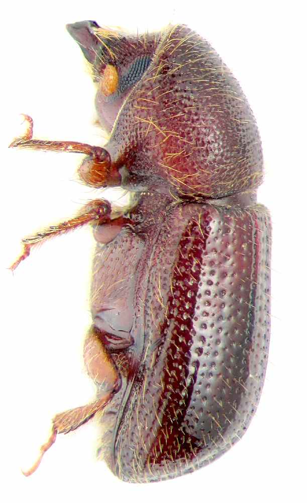 Defects Caused to Timber by Insects and Marine Borers - HubPages