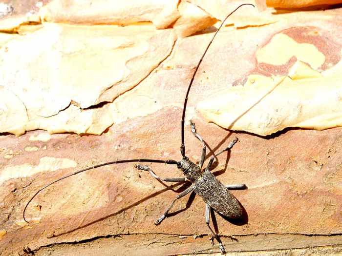 Defects Caused to Timber by Insects and Marine Borers - HubPages