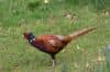 Raising Pheasants: Build a Pheasant Coop House - HubPages