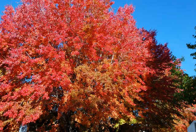 Autumn Colors in Photographs - HubPages