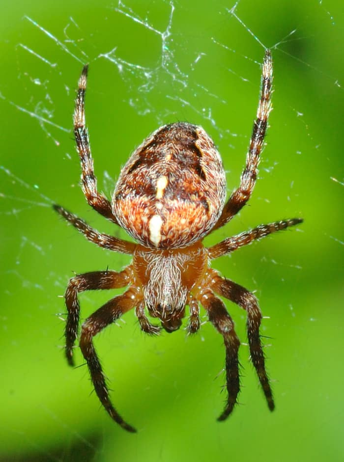Spider Fighting and Gambling in the Philippines - HubPages