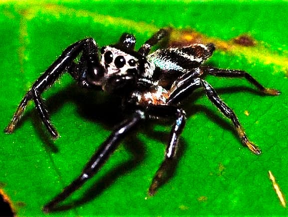 Spider Fighting and Gambling in the Philippines - HubPages