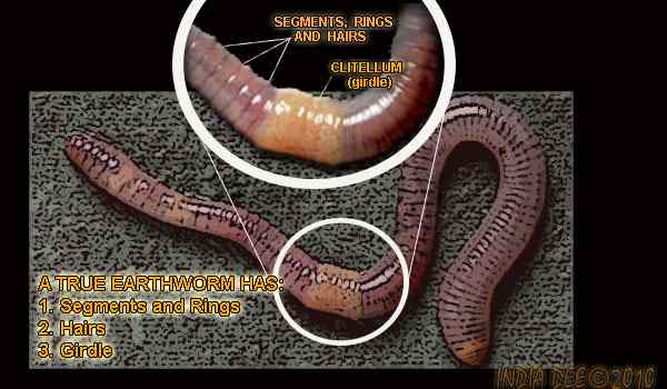 Teach Kids About Earthworms, Life cycle and Worm Farming - HubPages