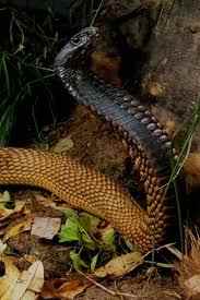 Dubai / UAE Poisonous and Venomous Spiders, Snakes and Bugs. - HubPages