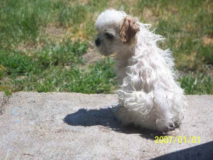 How A La-Chon (Lhasa-Bichon) is the Best Designer Dog Breed - HubPages