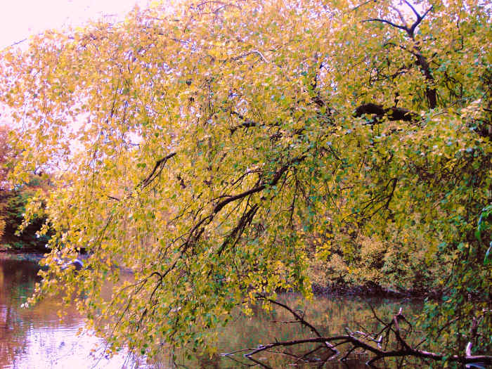 Foliage and Their Function --how Plants Live and Thrive. - HubPages