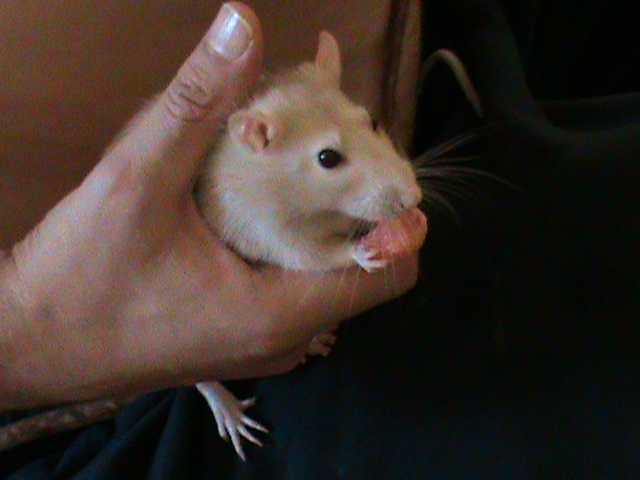 Having a Rat as a Pet - HubPages