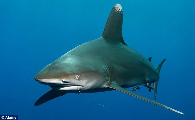 Types of Sharks in the Red Sea - HubPages