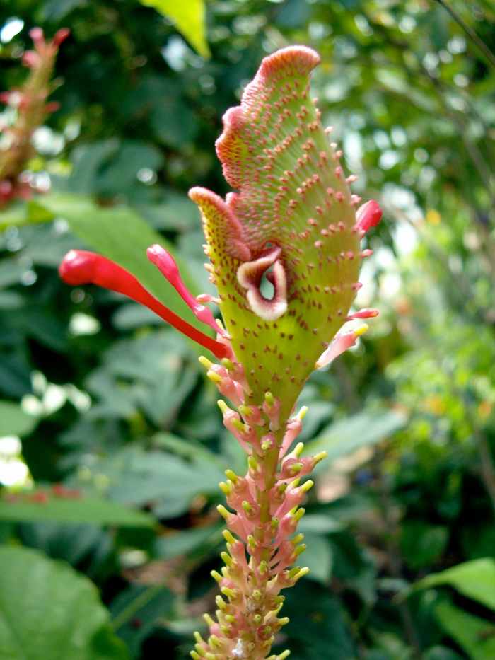 Odd, Unknown Tropical Flowers - HubPages