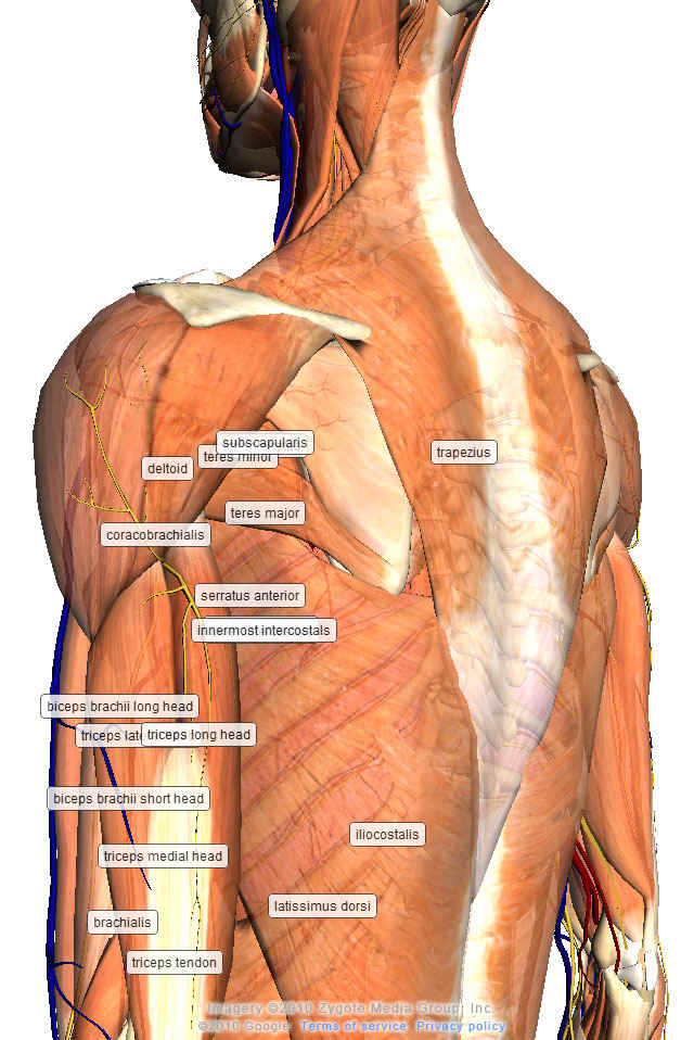 How to Use the Zygote Body App to See the Human Body in 3D - HubPages