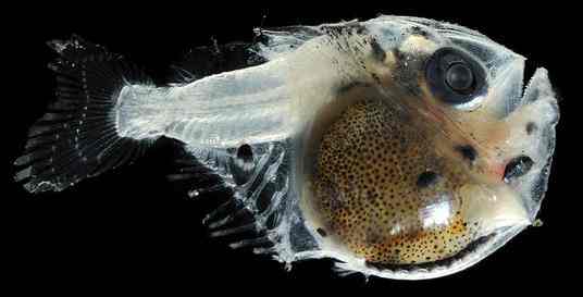 Hatchetfish: Freshwater (Common, Silver, Marbled) Hatchet Fishes & Deep ...