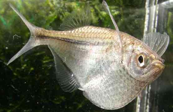 Hatchetfish: Freshwater (Common, Silver, Marbled) Hatchet Fishes & Deep ...