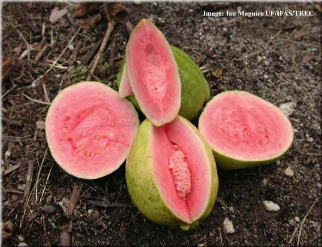 10 Exotic Bahamian Fruits for Better Health - HubPages