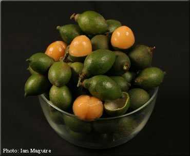 10 Exotic Bahamian Fruits for Better Health - HubPages