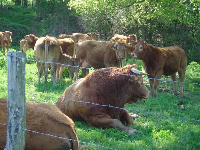 Limousin Cattle in Limousin. World Famous French Beef Cattle Breeds ...